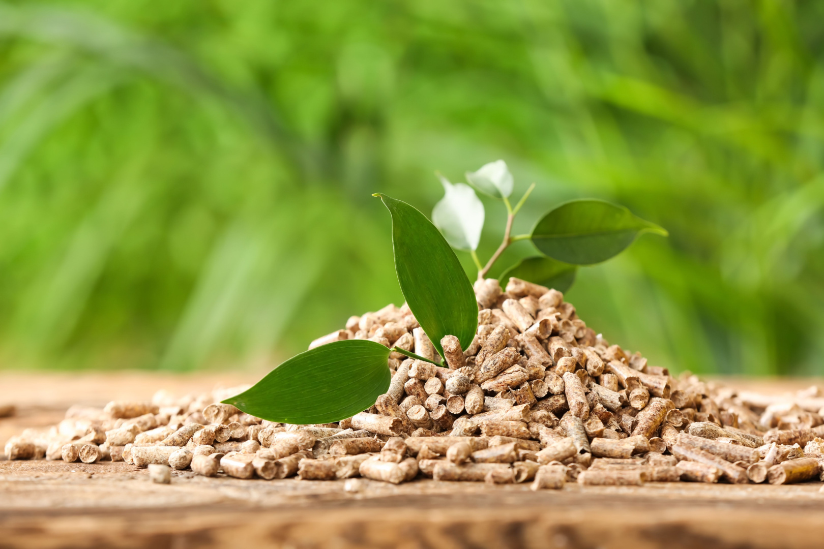 El poder sostenible del pellet: cómo la compra responsable de biomasa ...